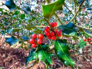 Ruta de la Dehesa de Huerta de Arriba, en busca de los robles centenarios